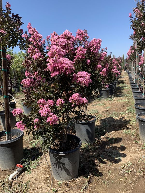 Crape Myrtle Trees 15 gallon for Sale in Riverside, CA - OfferUp
