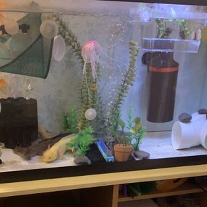 New and Used Fish tanks for Sale - OfferUp