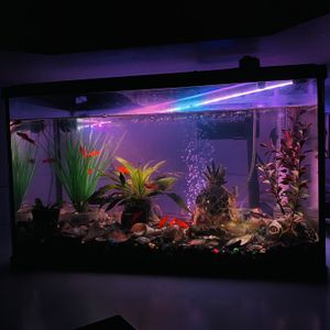 New and Used Fish tanks for Sale - OfferUp