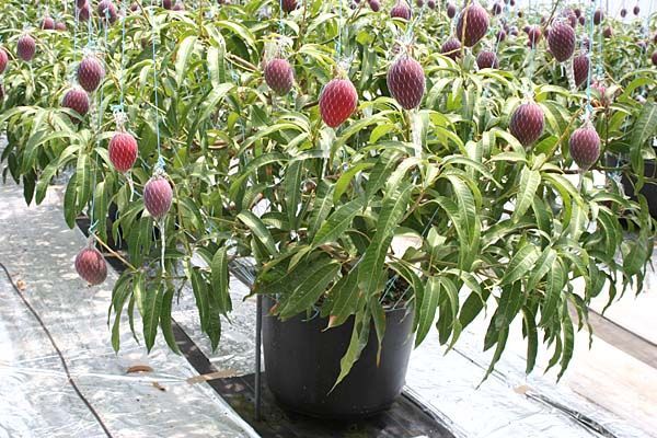 Lancetilla mangos 5lb fruit dwarf trees fiberless arbolde Lancetilla ...