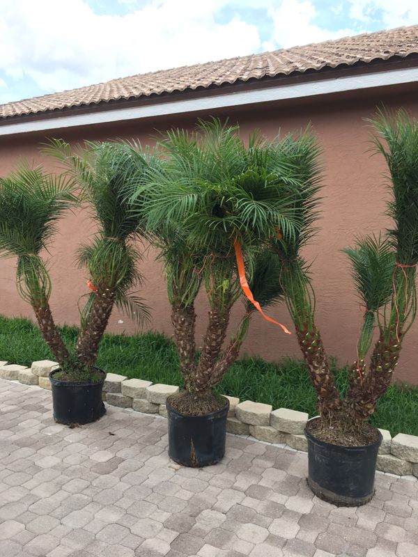Robellini palm trees for Sale in Pembroke Pines, FL - OfferUp