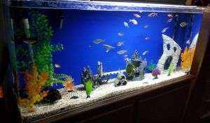 New and Used Fish tanks for Sale - OfferUp