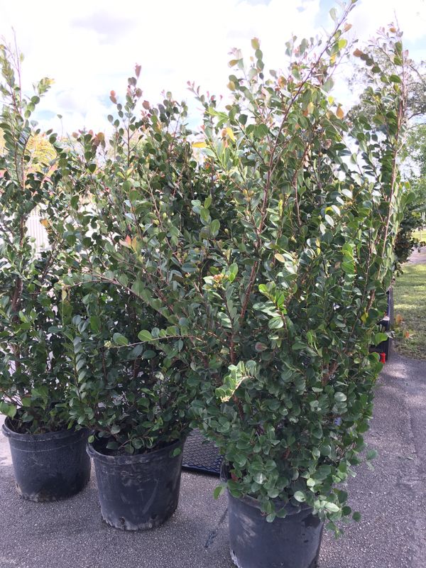 Coco plum trees hedge plants for privacy fence for Sale in Cooper City ...