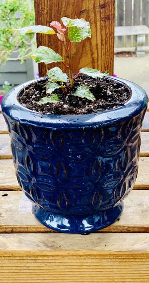 New and Used Plant pots for Sale - OfferUp