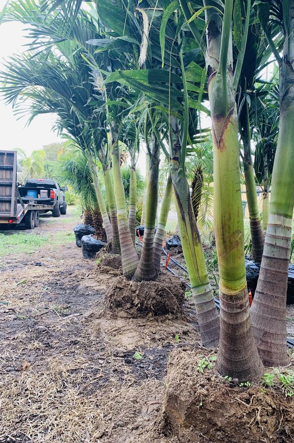 Christmas Tree Palm For Sale In Fort Pierce FL OfferUp
