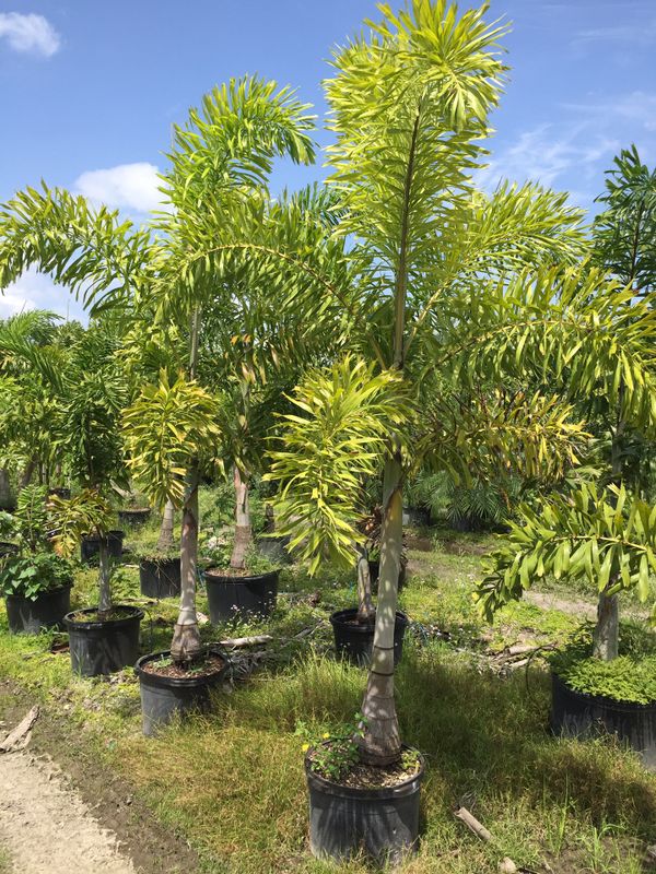 Foxtail Palm Trees For Sale In Hialeah FL OfferUp Foxtail Palm Trees For Sale In Hialeah FL OfferUp