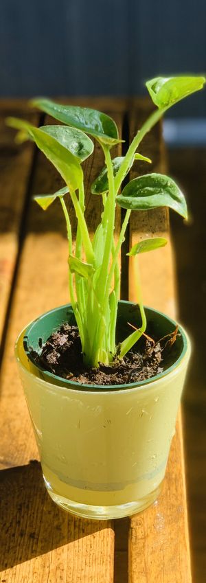 New and Used Flower pots for Sale - OfferUp